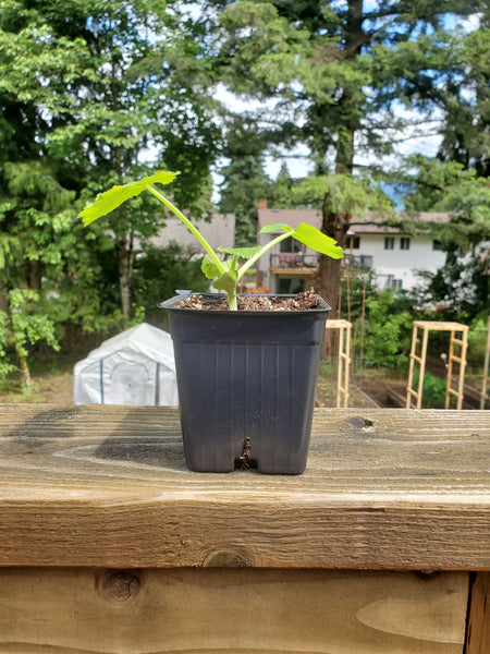 Katrina – Spectrum Gardening